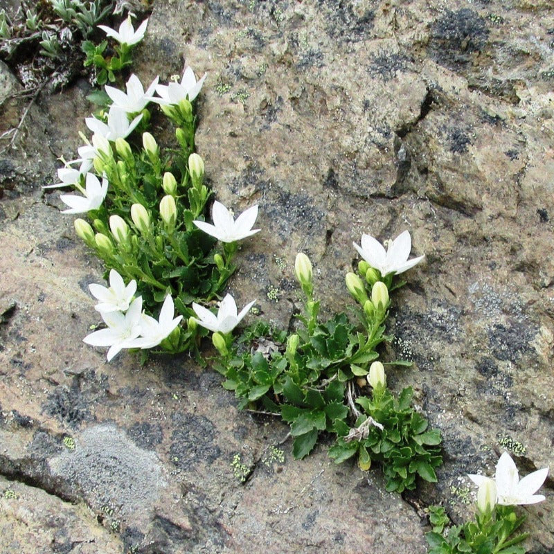 CAMPANULA PRISTAR WHITE – Knippel Garden Centre