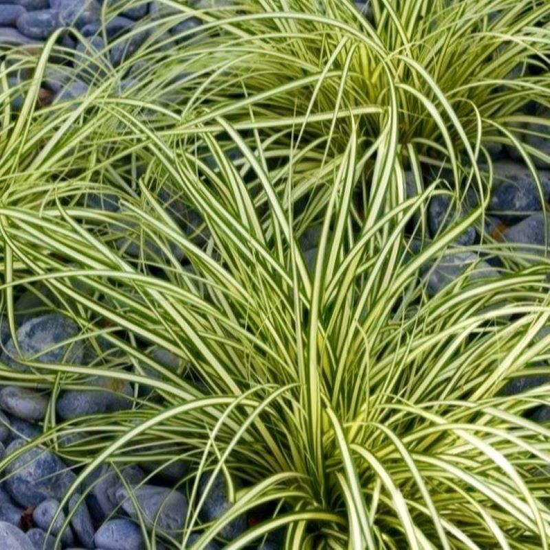 CAREX EVERGOLD – Knippel Garden Centre
