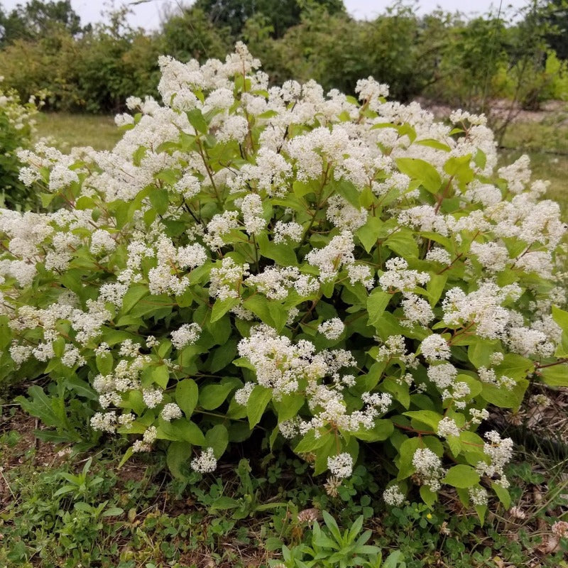 NEW JERSEY TEA – Knippel Garden Centre