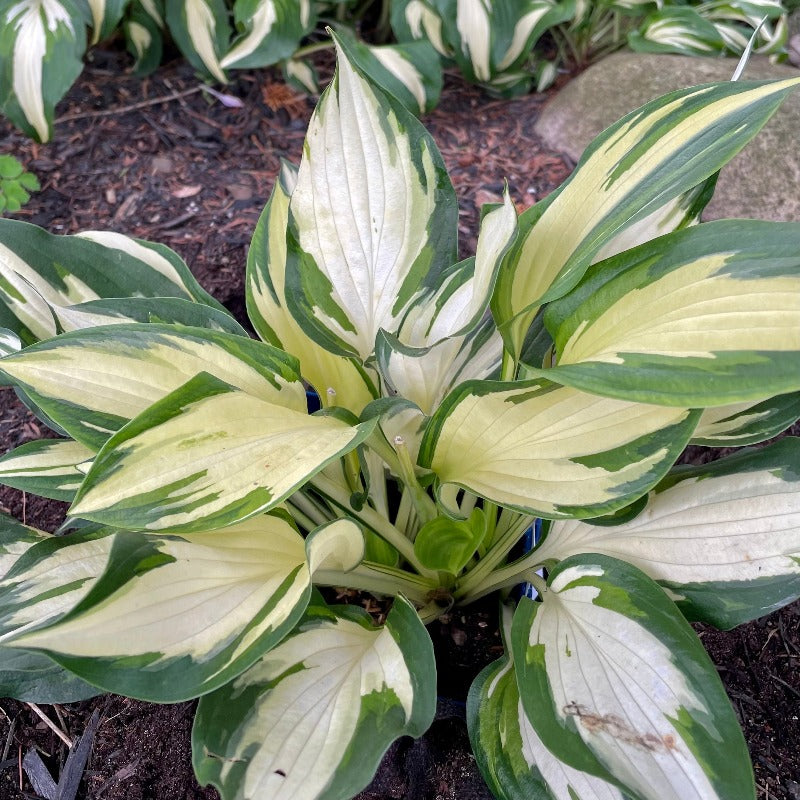 HOSTA CHRISTMAS CANDY – Knippel Garden Centre