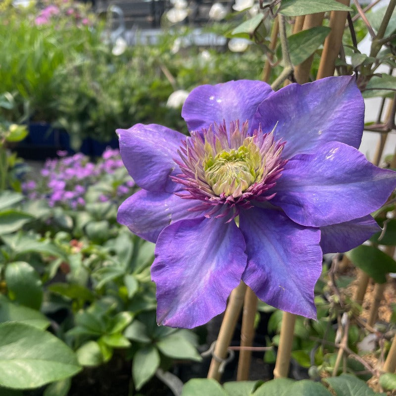 CLEMATIS MULTI BLUE – Knippel Garden Centre