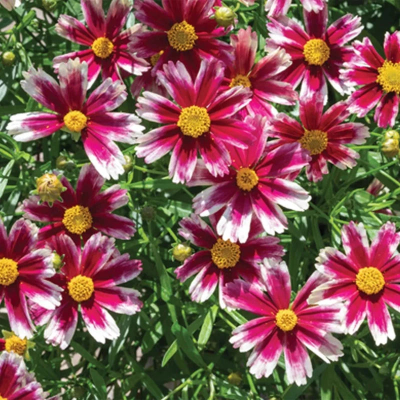 COREOPSIS RAZZLE DAZZLE – Knippel Garden Centre