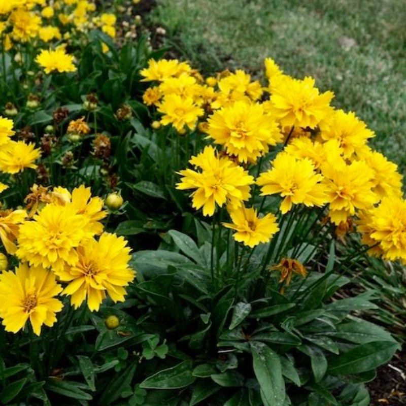 COREOPSIS DOUBLE THE SUN – Knippel Garden Centre