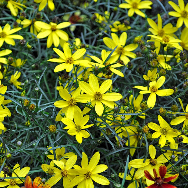 Sun-Tolerant Perennials – Knippel Garden Centre