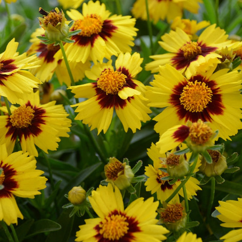 COREOPSIS UPTICK YELLOW & RED – Knippel Garden Centre