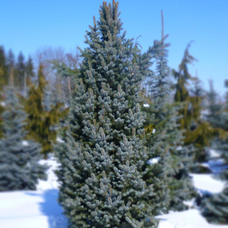 SPRUCE 'FASTIGIATA' COLUMNAR – Knippel Garden Centre
