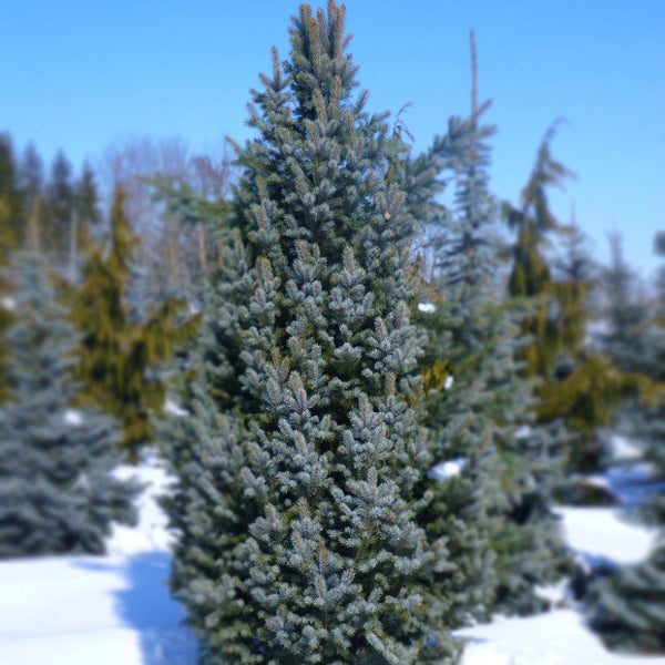 Evergreen Trees – Knippel Garden Centre