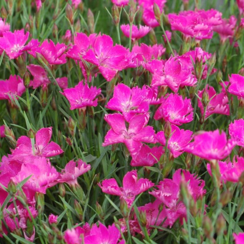 DIANTHUS BEAUTIES KAHORI PINK – Knippel Garden Centre