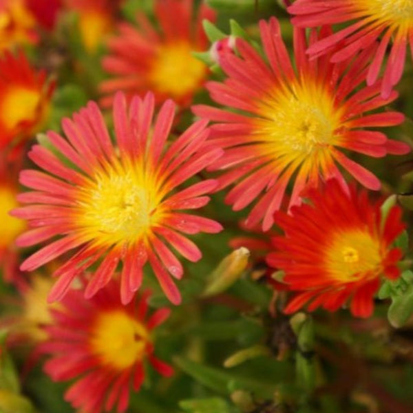 Sun-Tolerant Perennials – Knippel Garden Centre