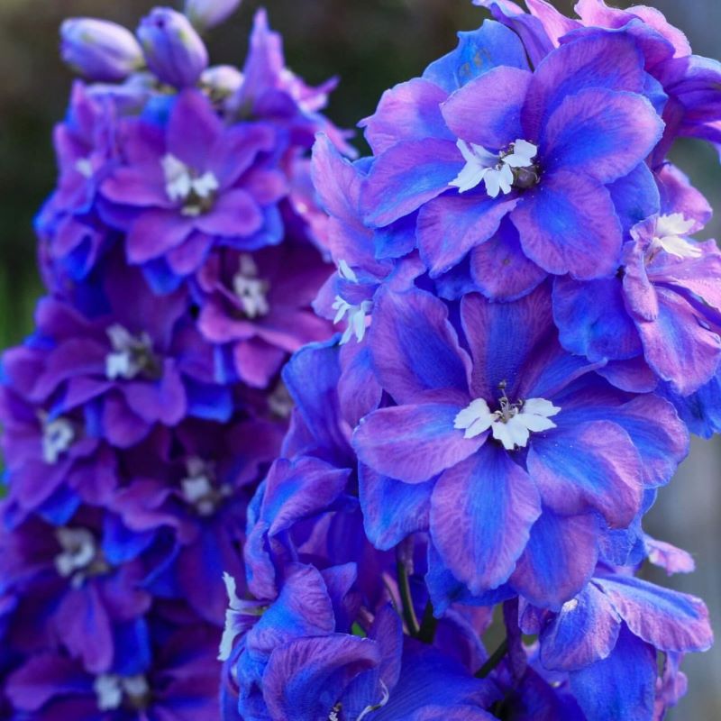 DELPHINIUM GUARDIAN BLUE – Knippel Garden Centre