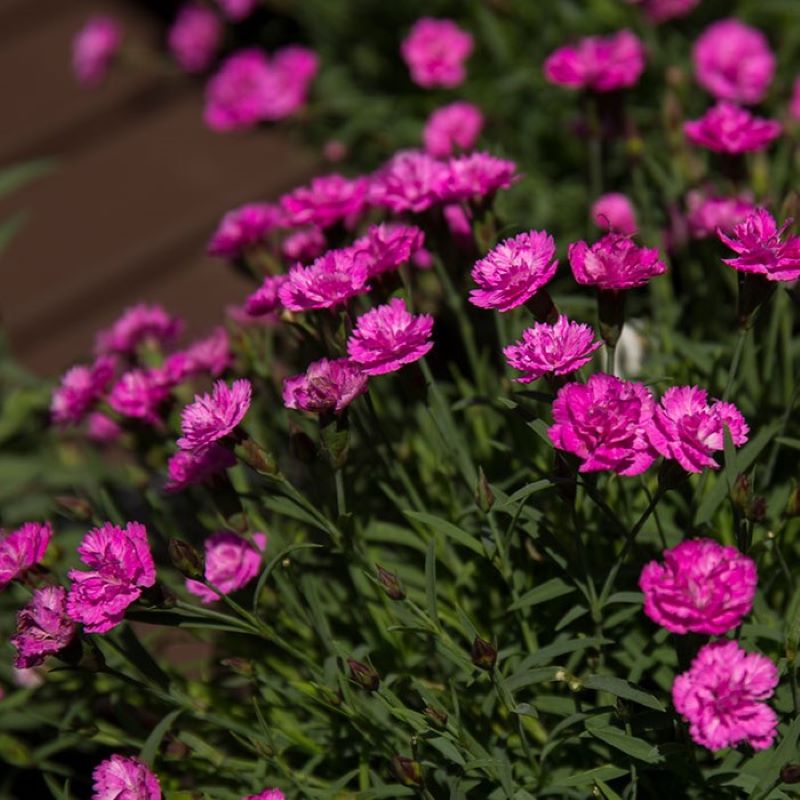 DIANTHUS PINK POM POM – Knippel Garden Centre