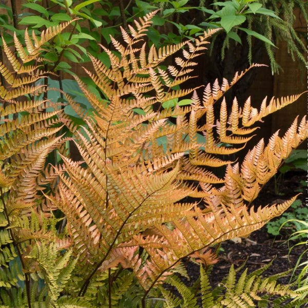 DRYOPTERIS BRILLIANCE – Knippel Garden Centre