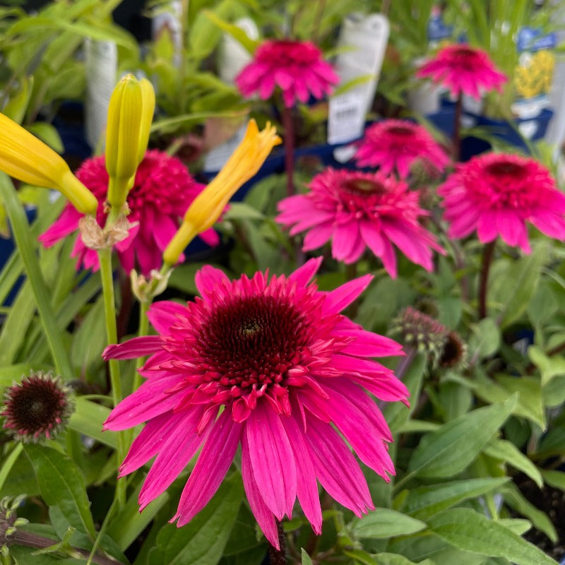 ECHINACEA DOUBLE SCOOP RASPBERRY – Knippel Garden Centre