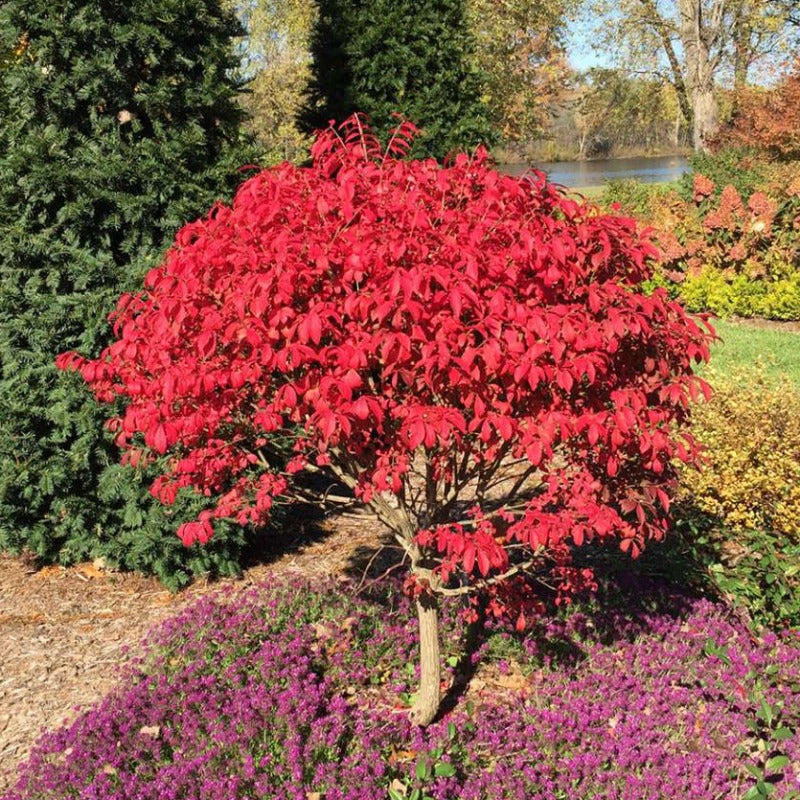 BURNING BUSH DWARF STANDARD – Knippel Garden Centre