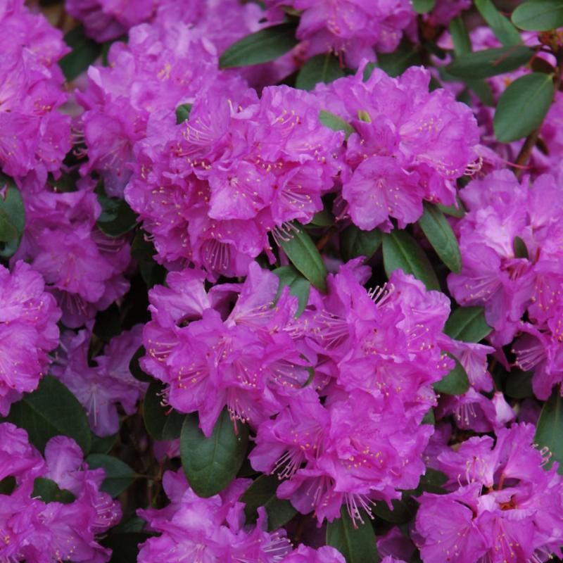 RHODODENDRON PJM COMPACT – Knippel Garden Centre