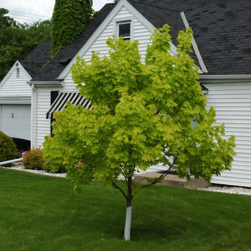 MAPLE PRINCETON GOLD – Knippel Garden Centre