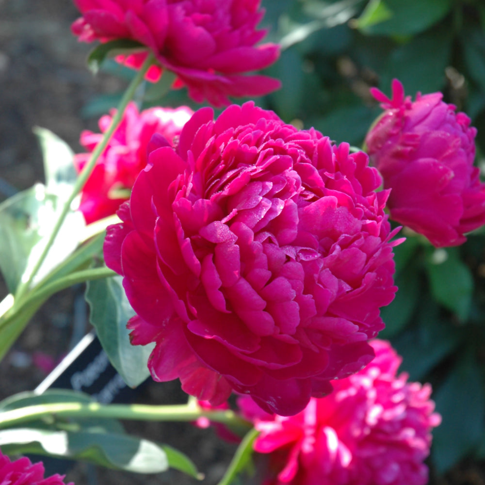 PAEONIA PAUL WILD – Knippel Garden Centre