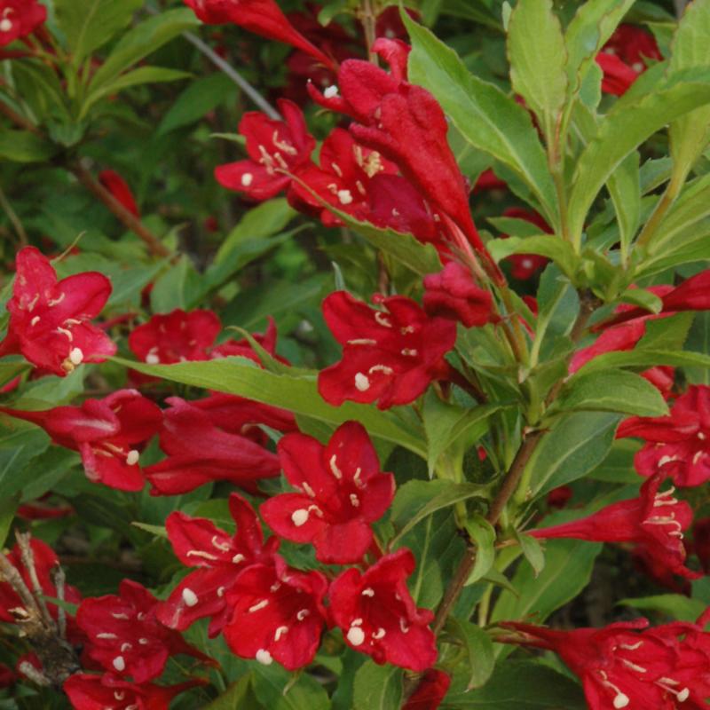 WEIGELA RED PRINCE – Knippel Garden Centre