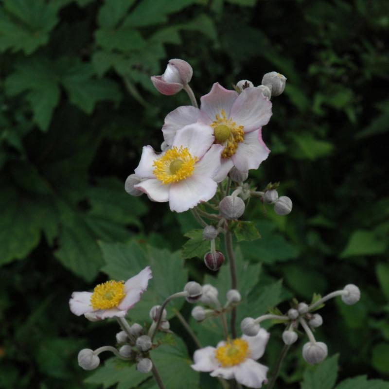 ANEMONE ROBUSTISSIMA – Knippel Garden Centre
