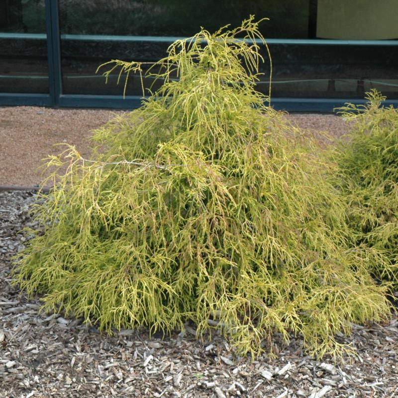 FALSE CYPRESS SUNGOLD – Knippel Garden Centre