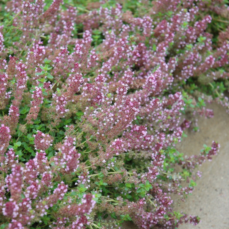 THYMUS GOLD EDGE – Knippel Garden Centre