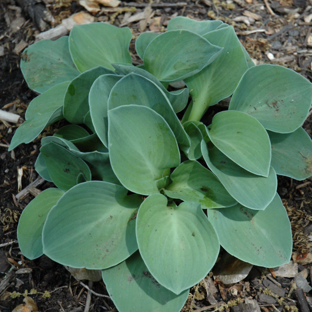 HOSTA BLUE MOUSE EARS – Knippel Garden Centre