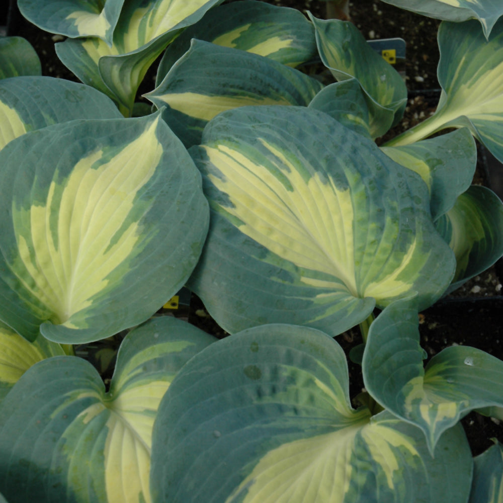 HOSTA DREAM WEAVER – Knippel Garden Centre