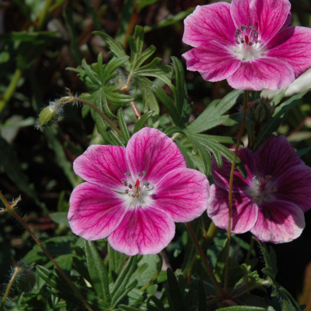 GERANIUM ELKE – Knippel Garden Centre