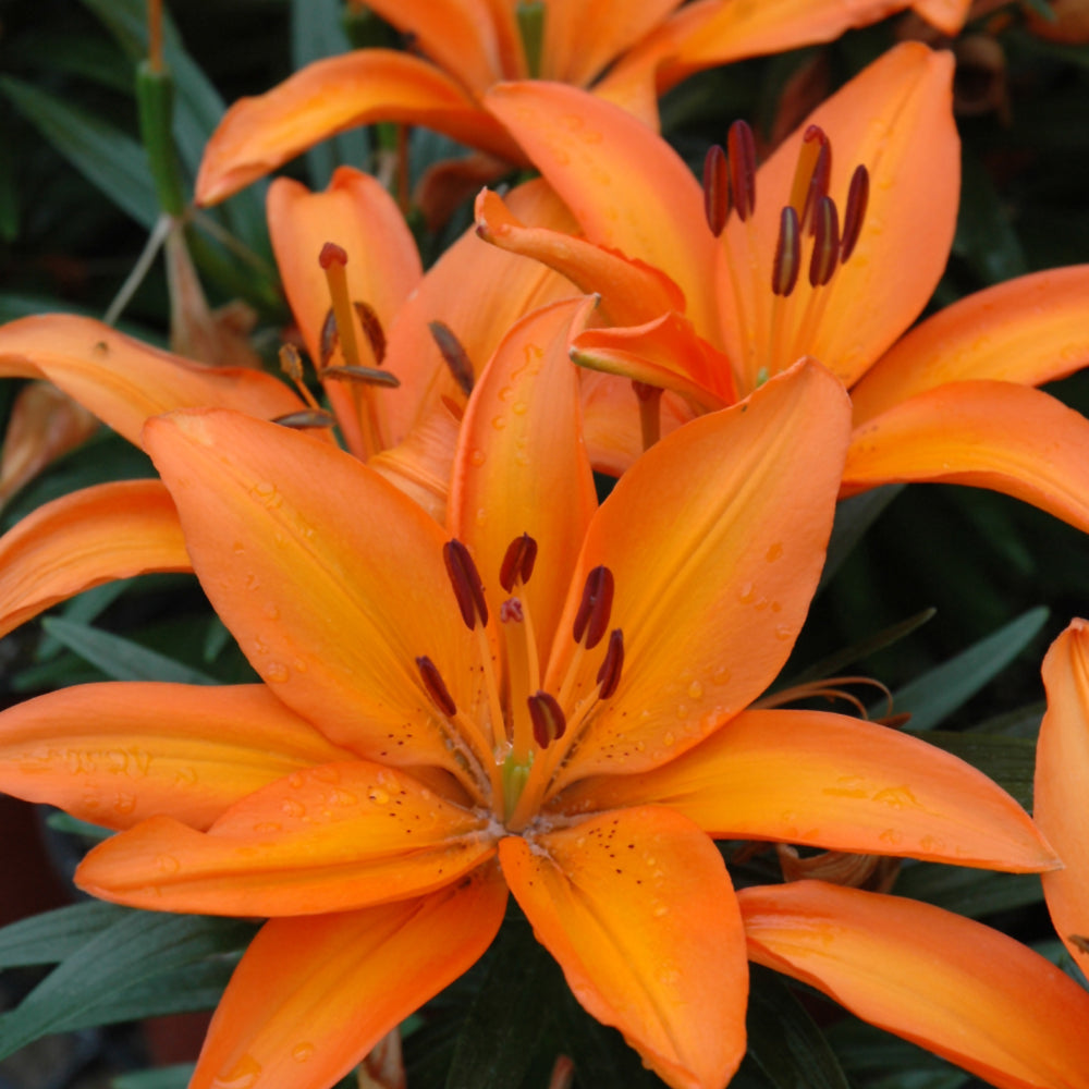 LILIUM TINY SKYLINE – Knippel Garden Centre