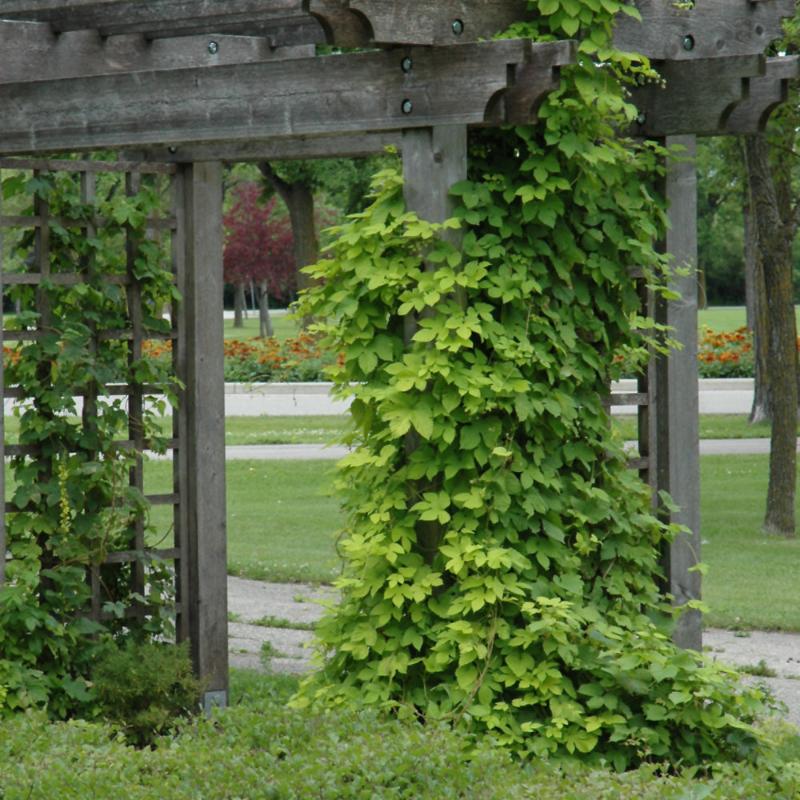 HUMULUS NUGGET – Knippel Garden Centre