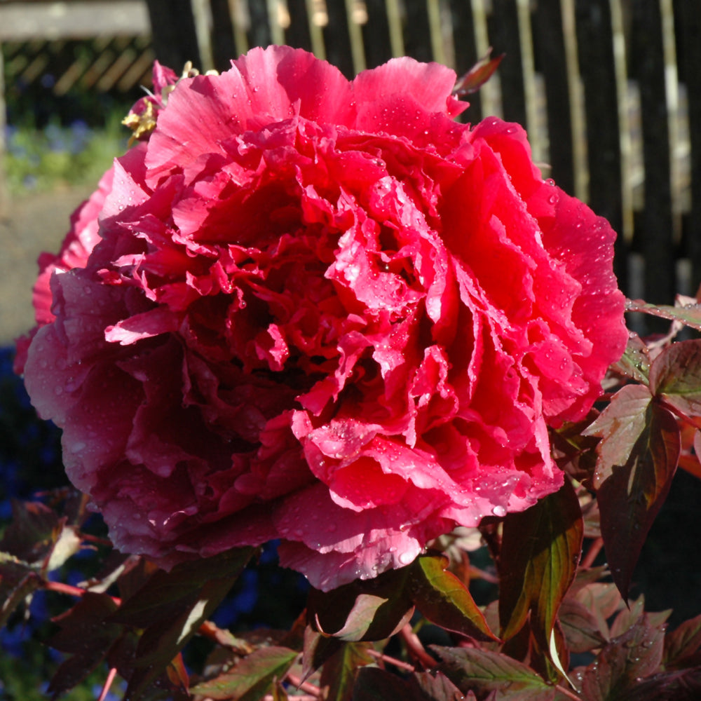 PAEONIA HOKI – Knippel Garden Centre