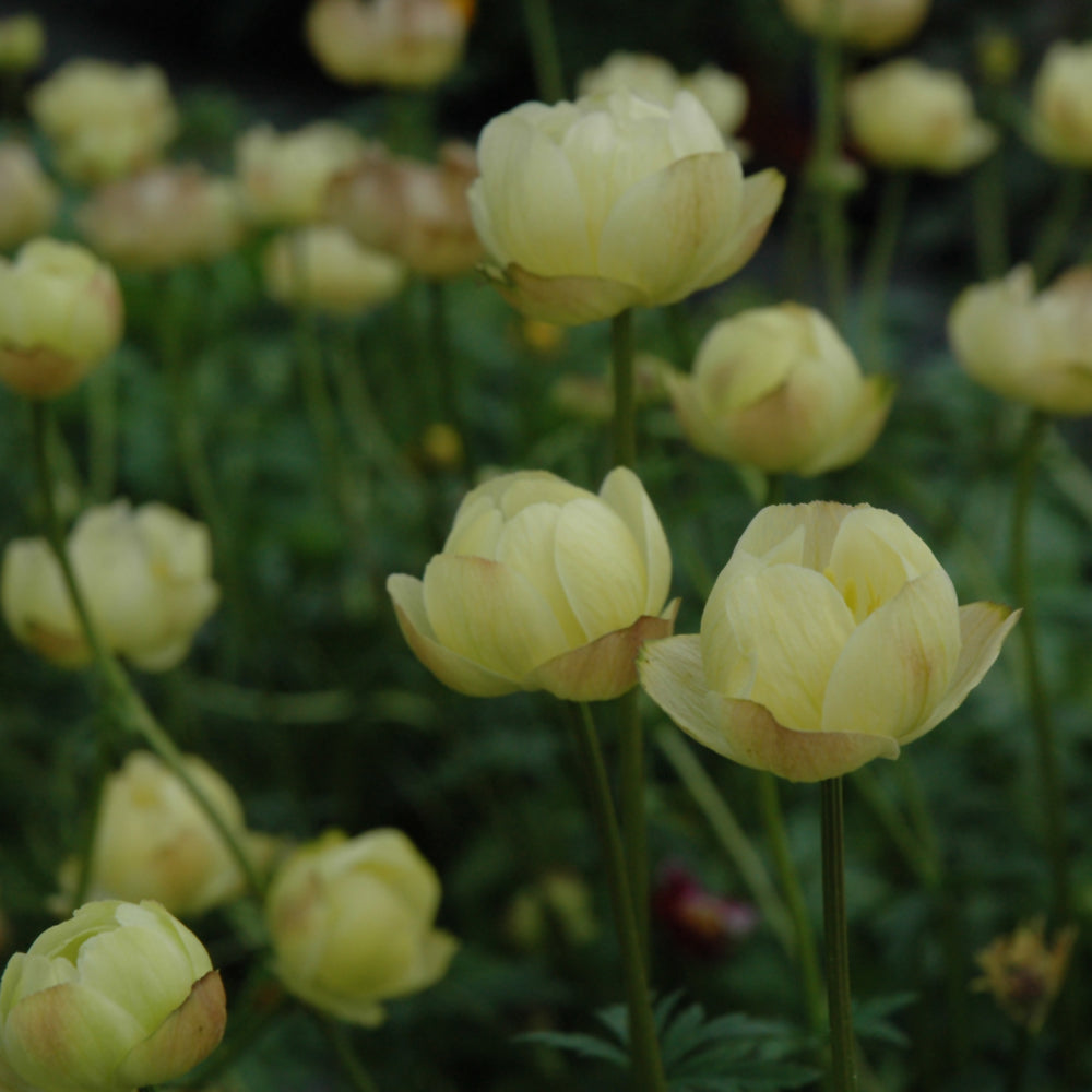TROLLIUS CHEDDAR – Knippel Garden Centre