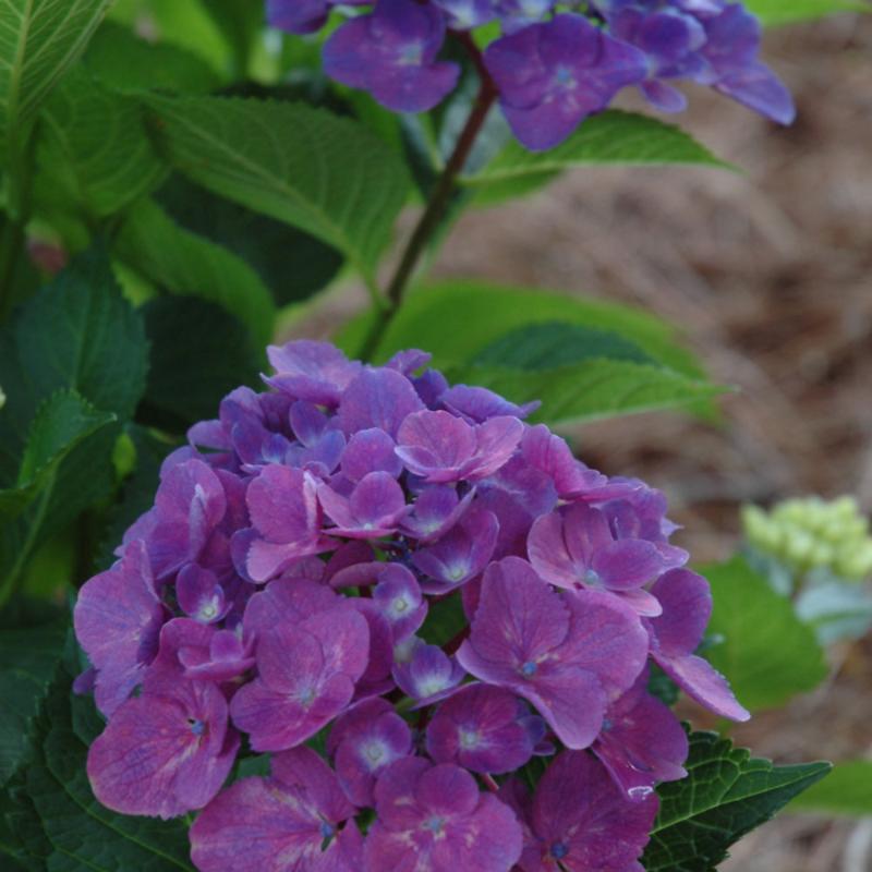 HYDRANGEA CITYLINE VENICE – Knippel Garden Centre
