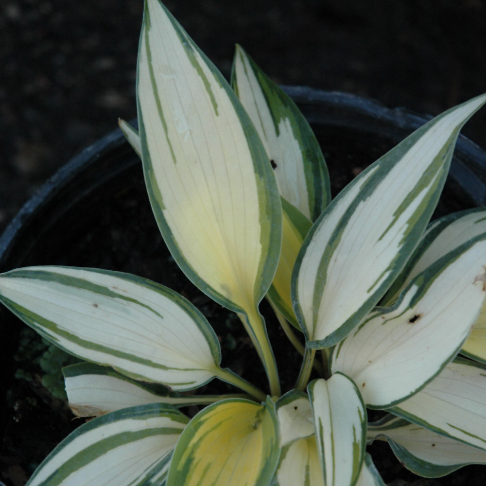 HOSTA REMEMBER ME – Knippel Garden Centre