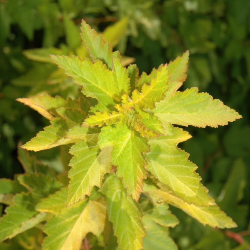 NINEBARK LEMON CANDY – Knippel Garden Centre