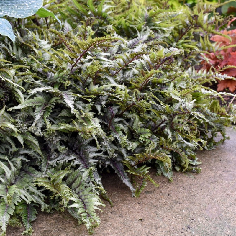ATHYRIUM CRESTED SURF – Knippel Garden Centre