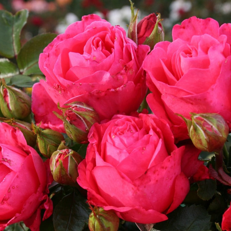 ROSE HYBRID TEA FIJI ELEGANZA – Knippel Garden Centre
