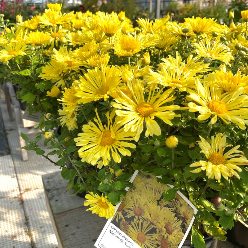 CHRYSANTHEMUM MAMMOTH YELLOW QUILL – Knippel Garden Centre