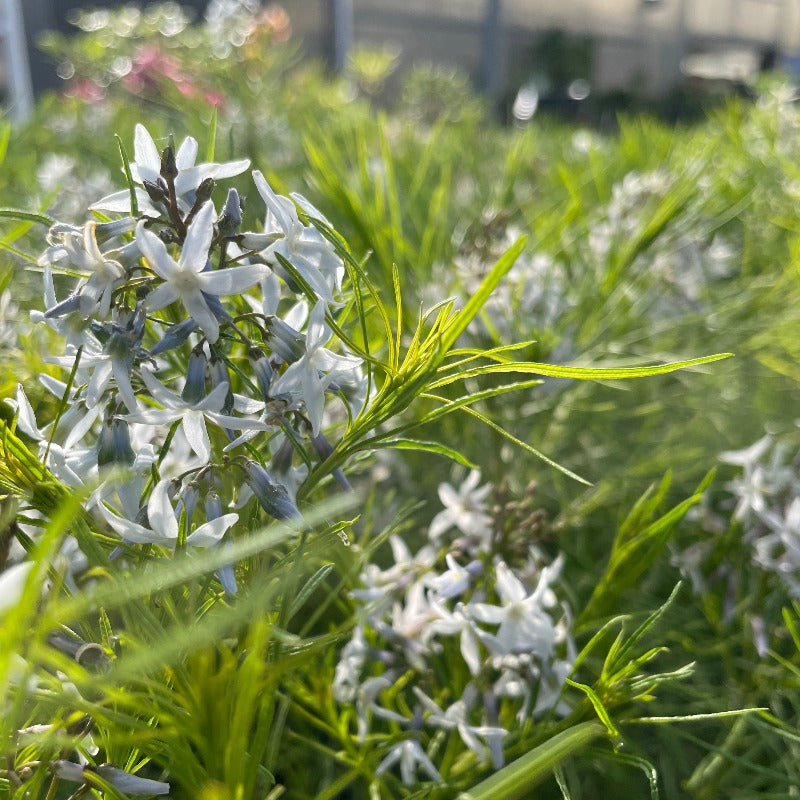 AMSONIA HUBRICHTII – Knippel Garden Centre