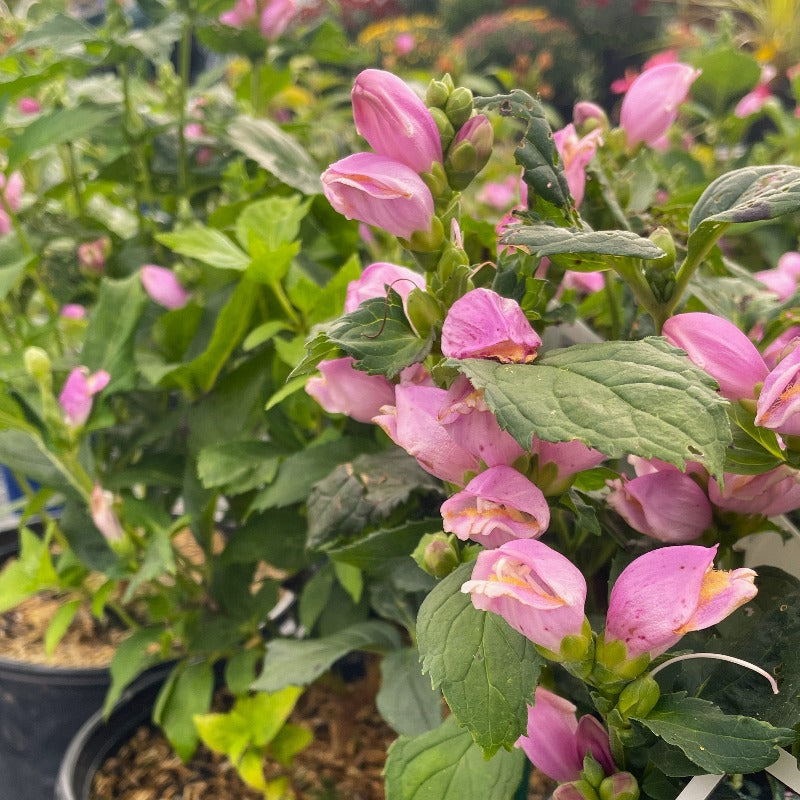CHELONE HOT LIPS – Knippel Garden Centre