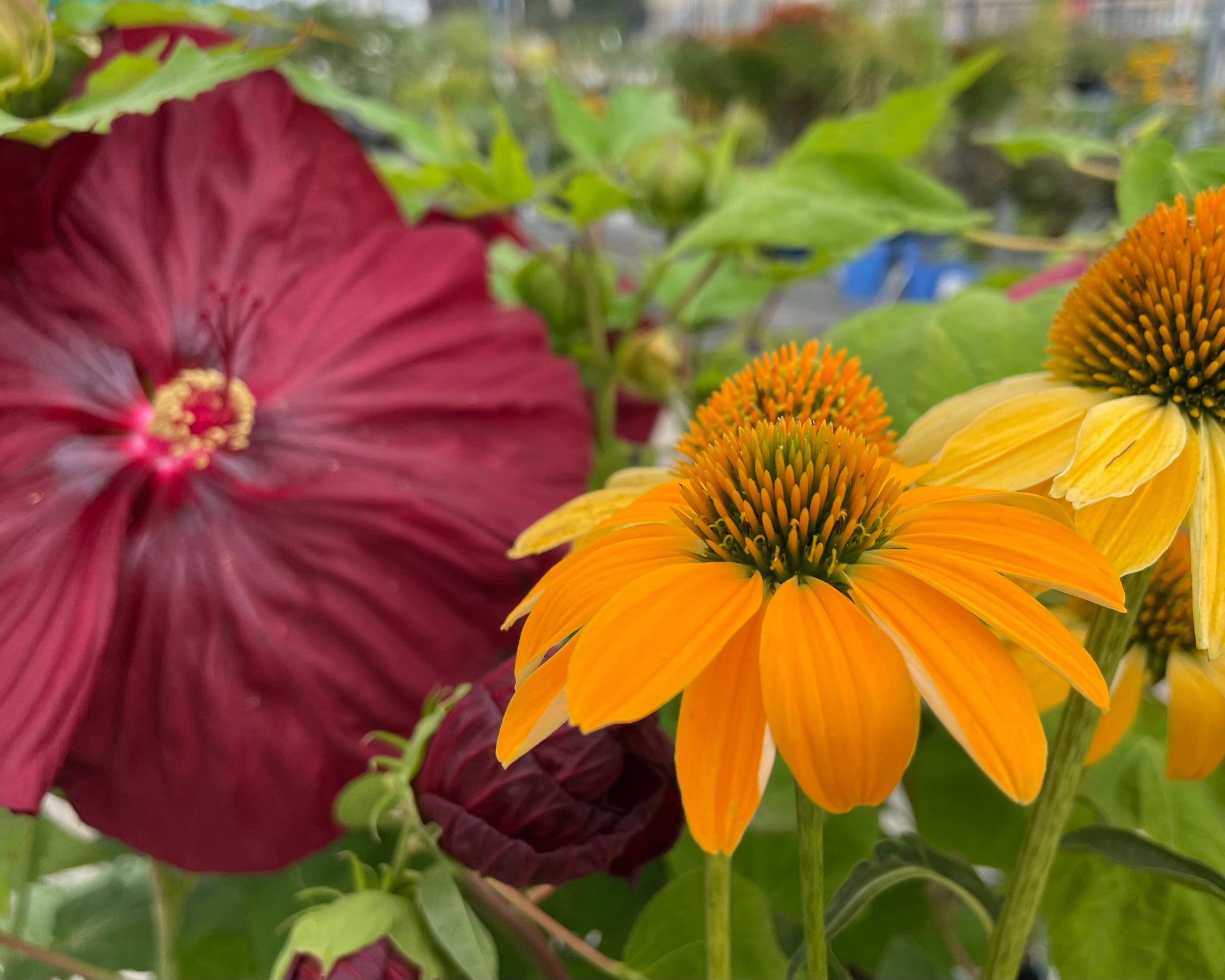 Shop Perennials – Knippel Garden Centre