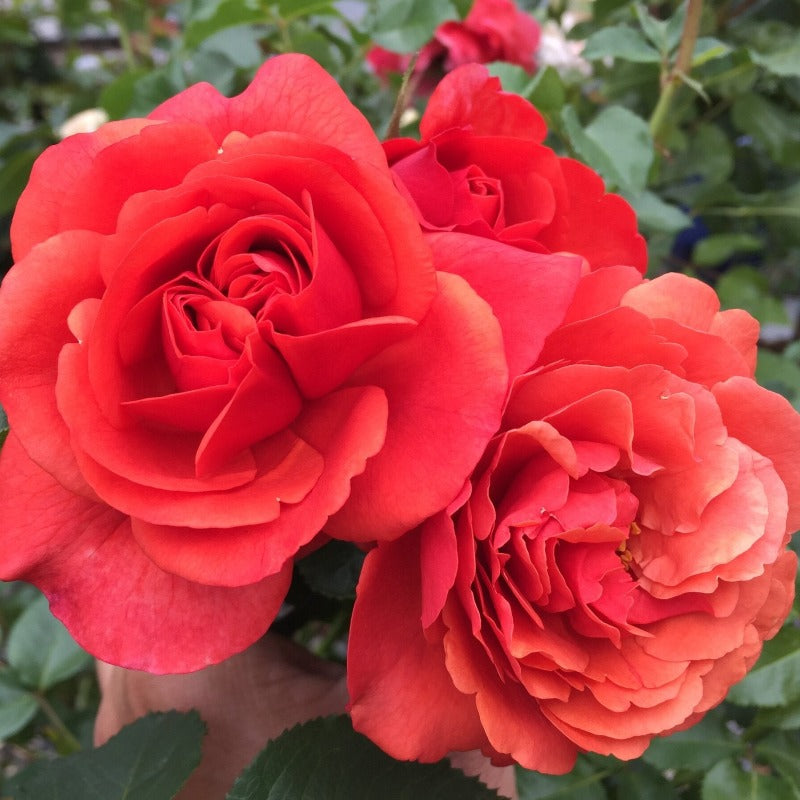 ROSE SHRUB FOXY LADY – Knippel Garden Centre