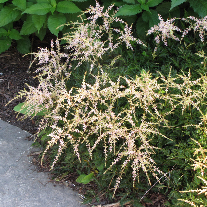 ASTILBE SPRITE – Knippel Garden Centre