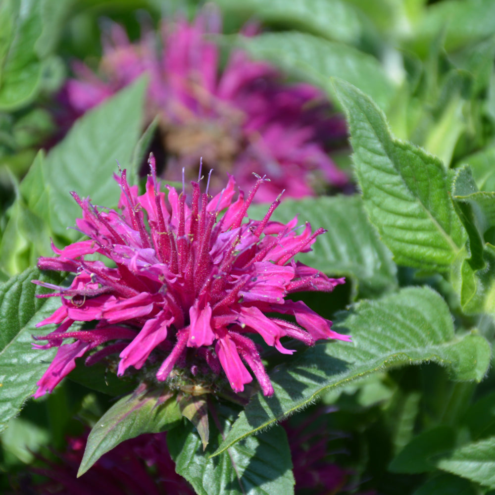 MONARDA PARDON MY PURPLE – Knippel Garden Centre