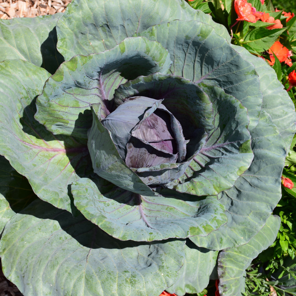 Seed- Cabbage Red Express – Knippel Garden Centre