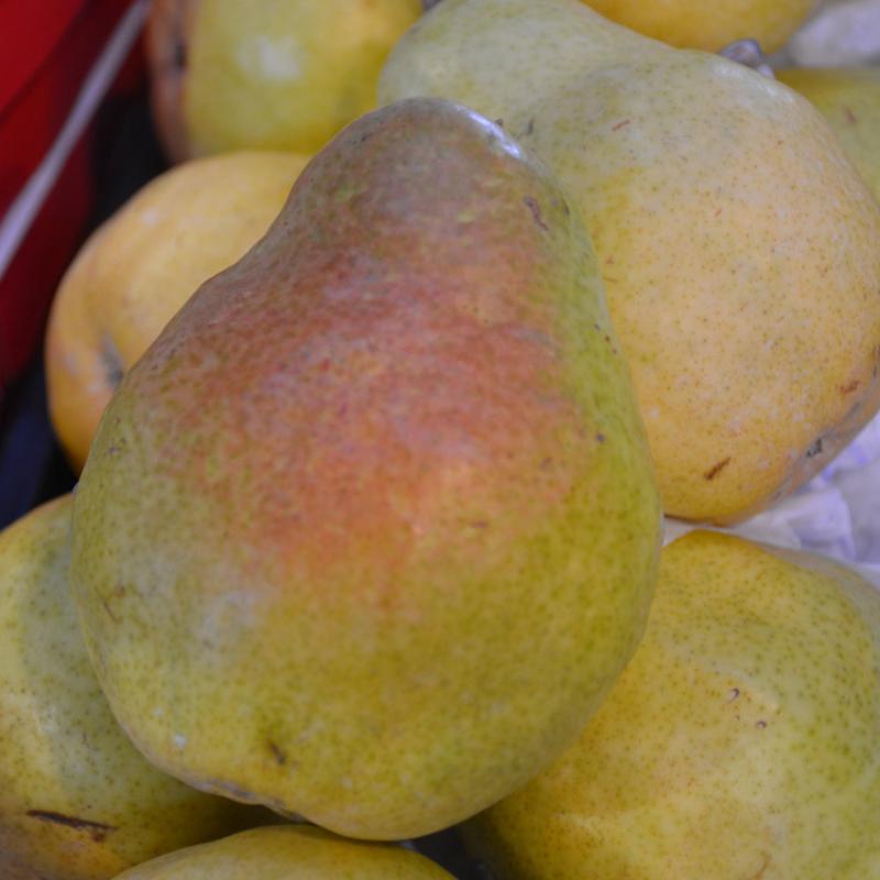 PEAR FLEMISH BEAUTY – Knippel Garden Centre
