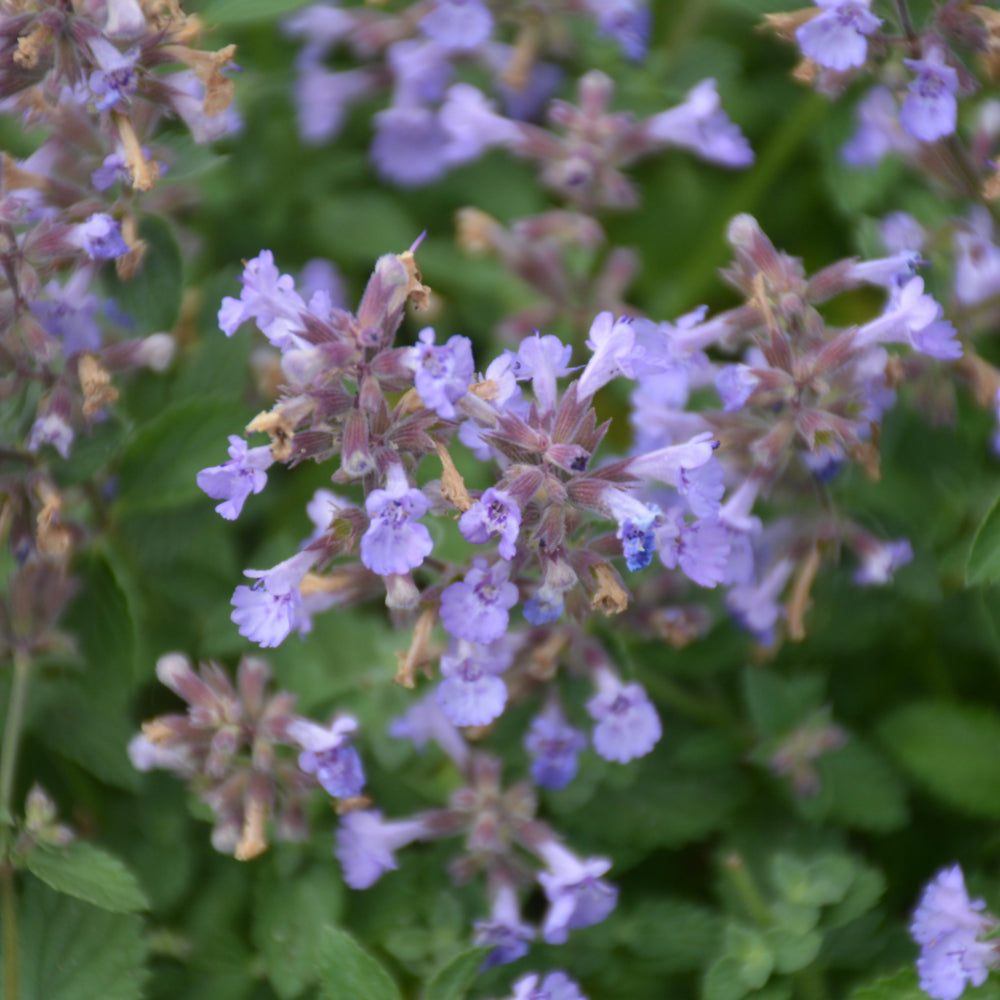 NEPETA KITTEN AROUND – Knippel Garden Centre
