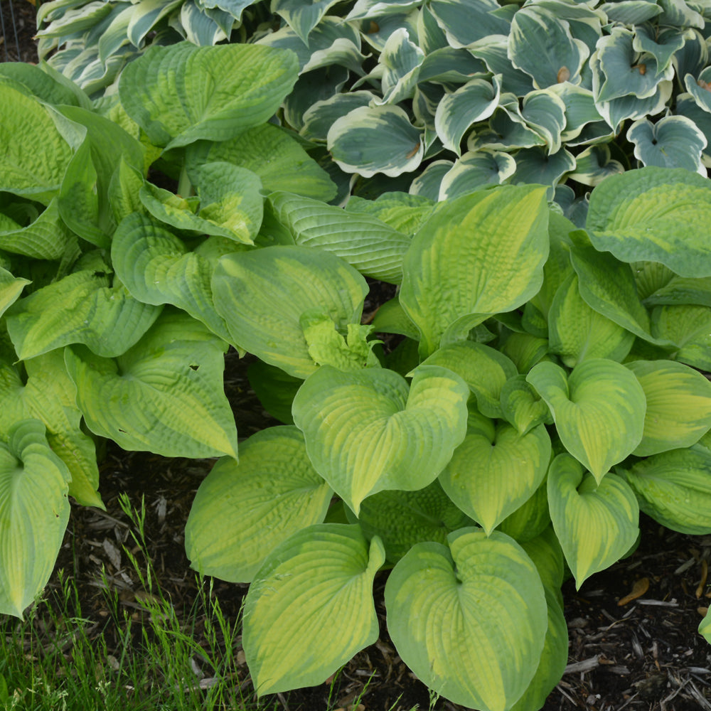 HOSTA BROTHER STEFAN – Knippel Garden Centre