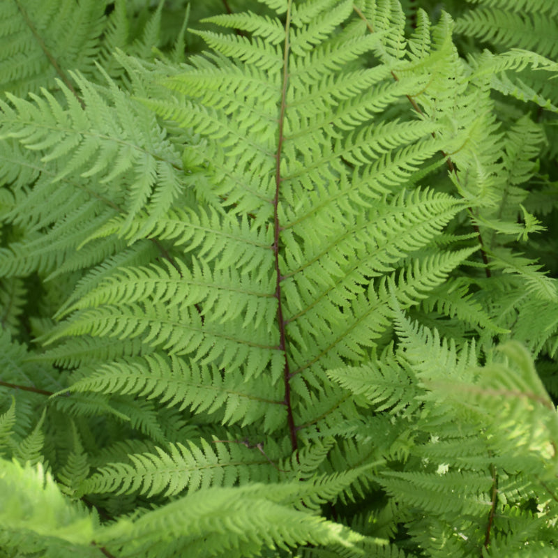 ATHYRIUM LADY IN RED – Knippel Garden Centre