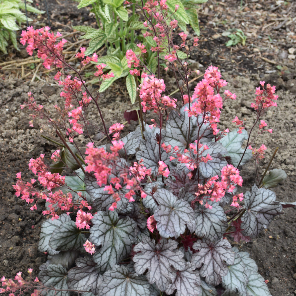 HEUCHERA TIMELESS TREASURE – Knippel Garden Centre